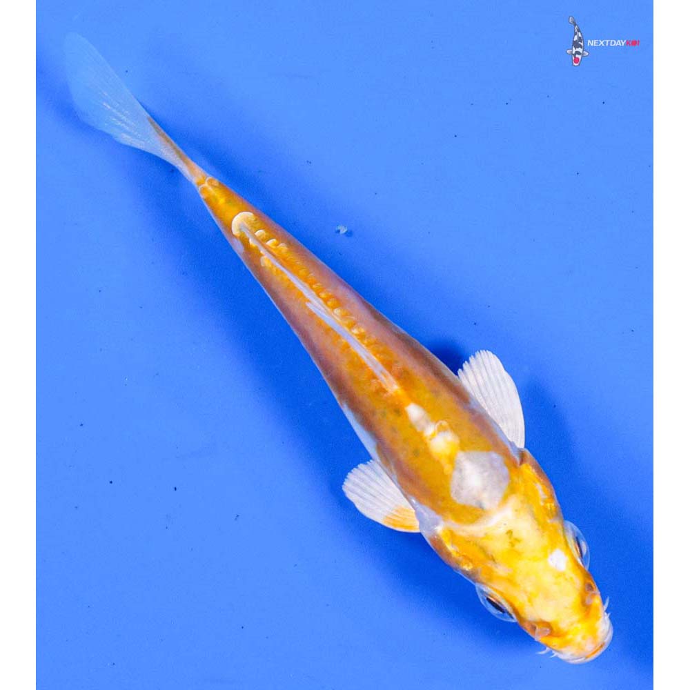 4” Imported Doitsu Lemon Hariwake | Next Day Koi