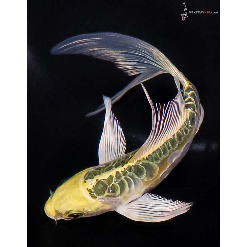 5” Imported Doitsu Ki Matsuba Butterfly Koi | Next Day Koi