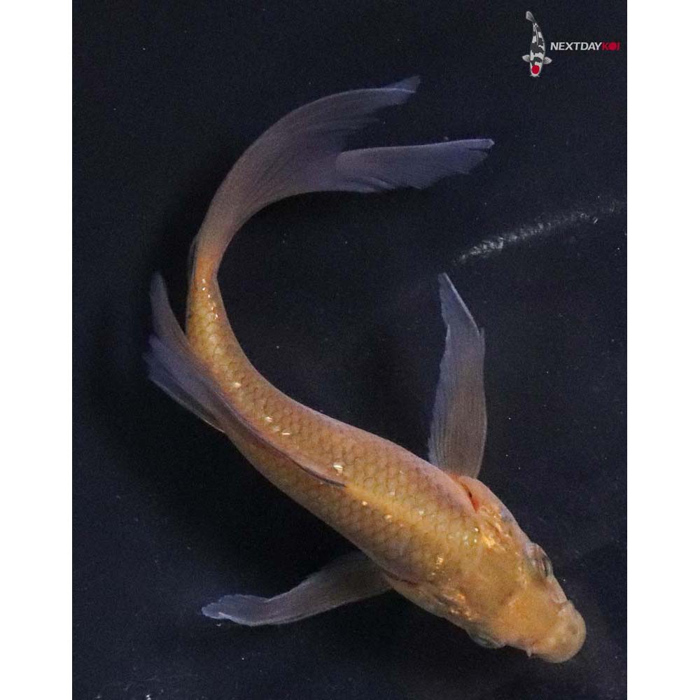 5” Imported Chagoi Butterfly Koi | Next Day Koi