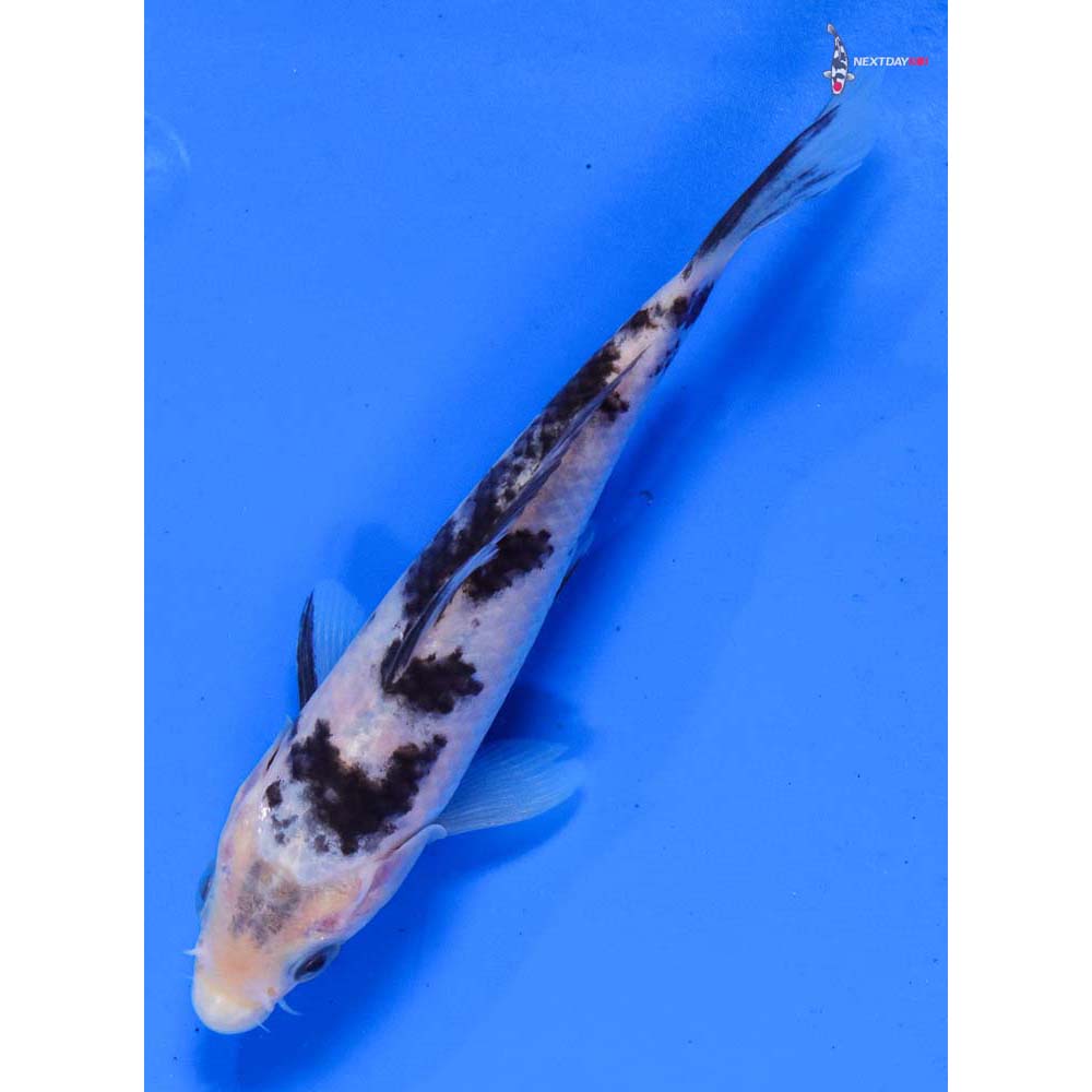 5” Imported Shiro Bekko | Next Day Koi