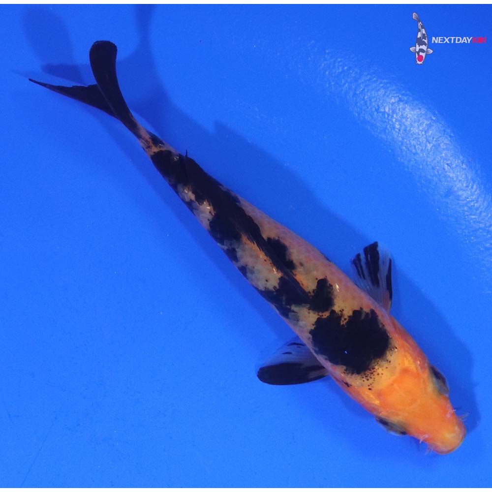4” Imported Aka Bekko | Next Day Koi
