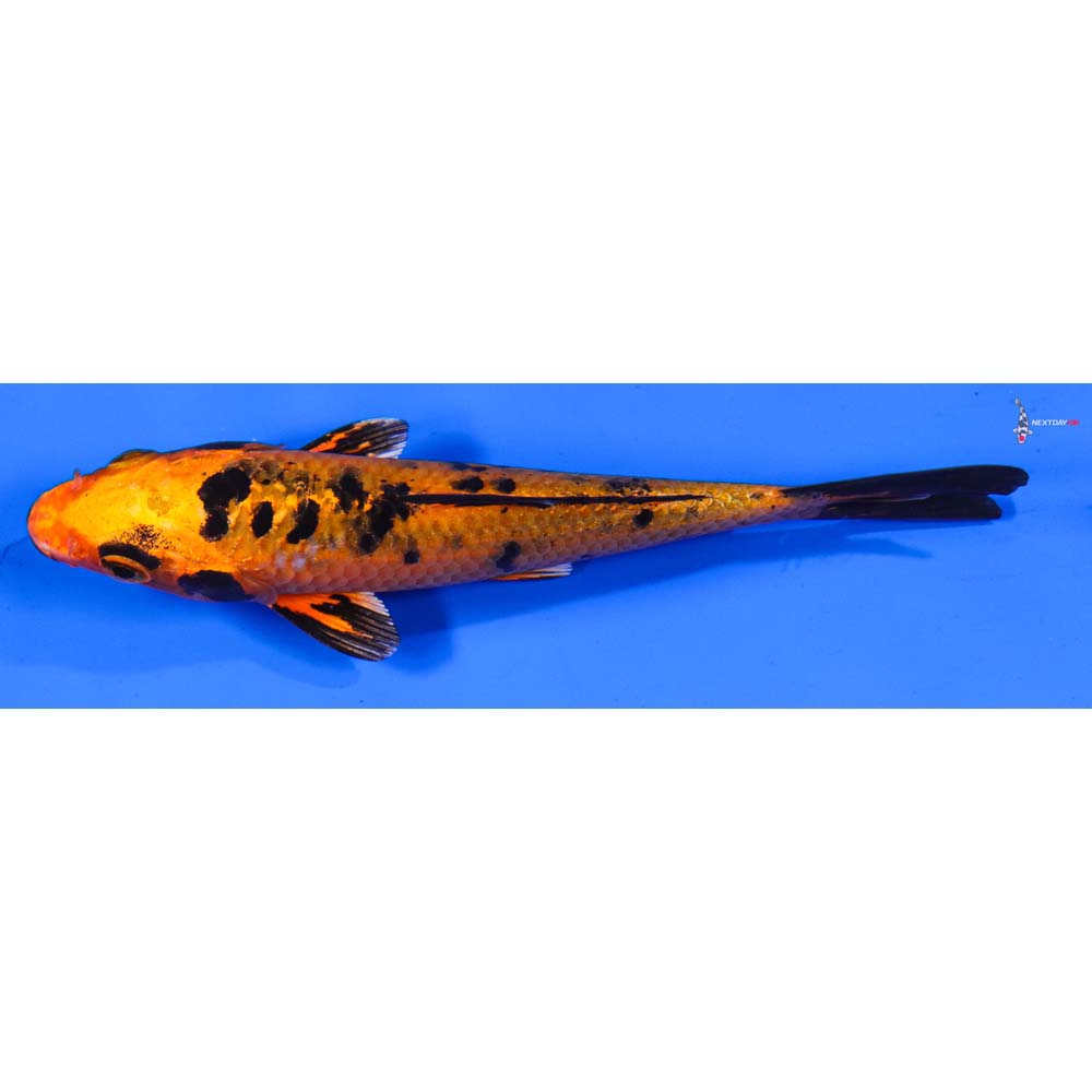5” Imported Kin Aka Bekko | Next Day Koi