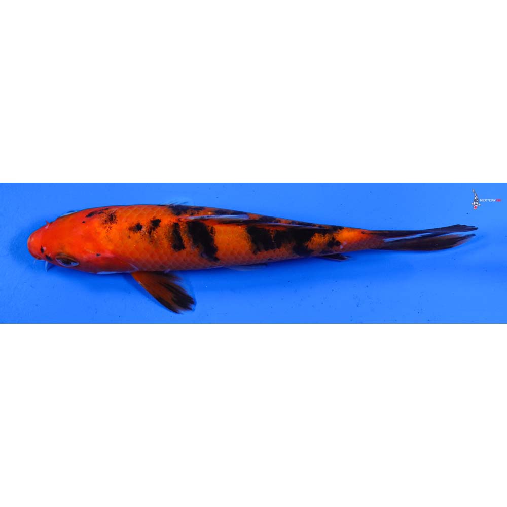 6” Imported Aka Bekko | Next Day Koi