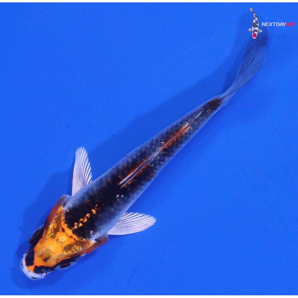 3” Imported Kujaku | Next Day Koi