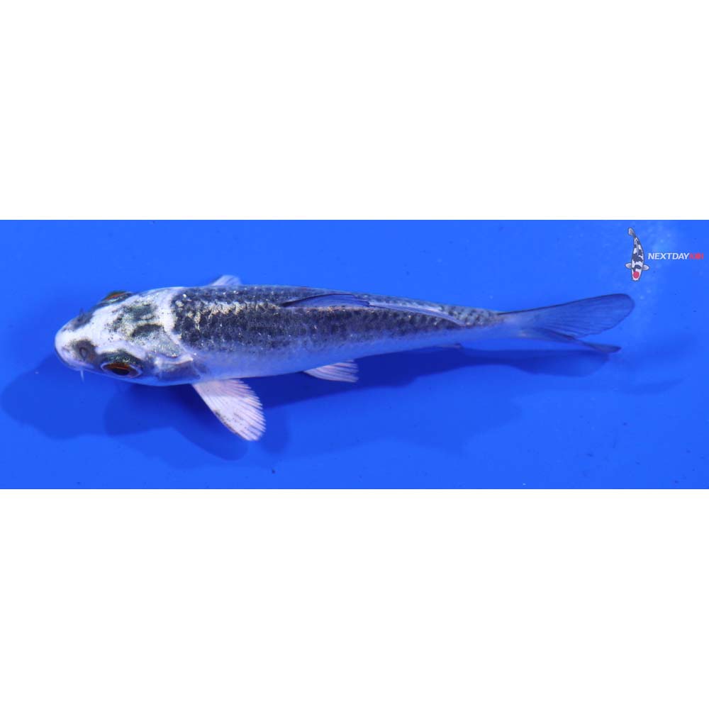 3” Imported Kujaku | Next Day Koi