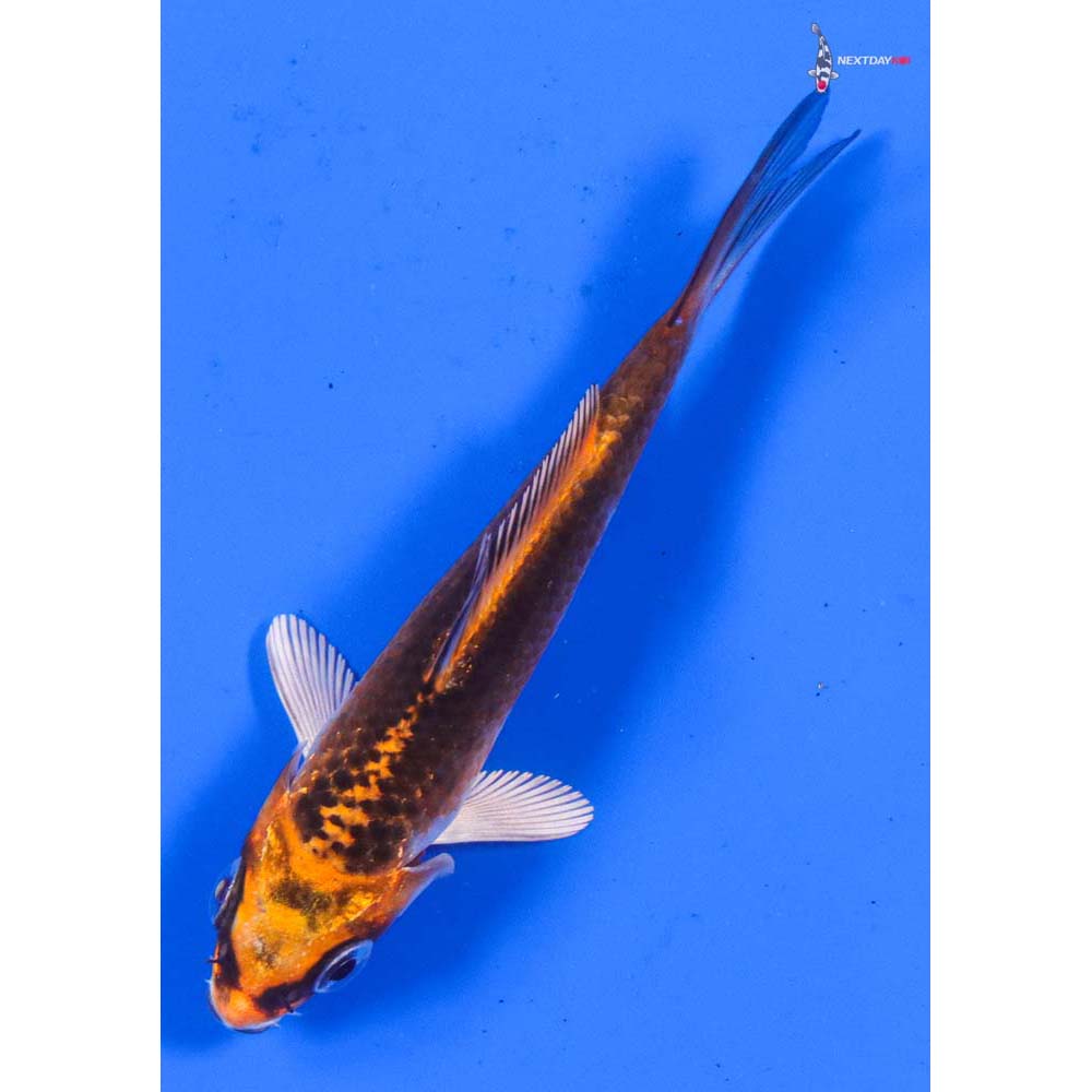 3” Imported Kujaku | Next Day Koi
