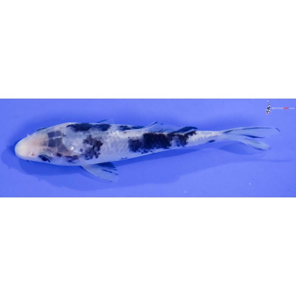 4” Imported Shiro Bekko | Next Day Koi