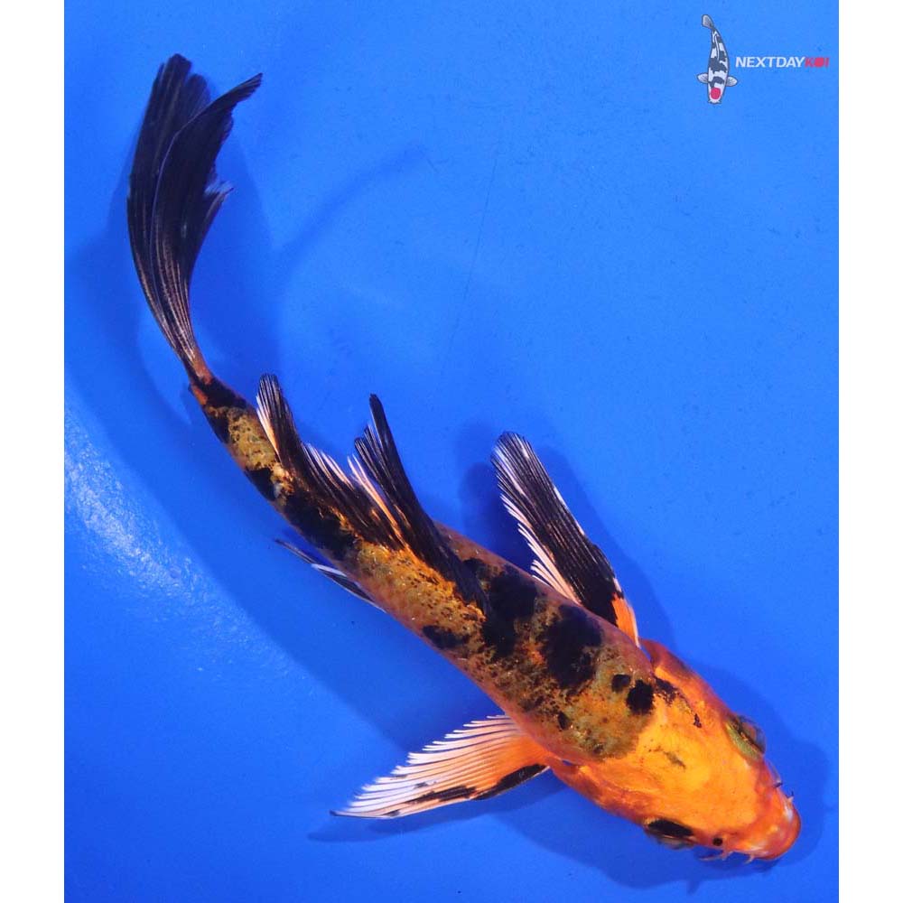 5” Imported Kin Aka Bekko Butterfly Koi | Next Day Koi