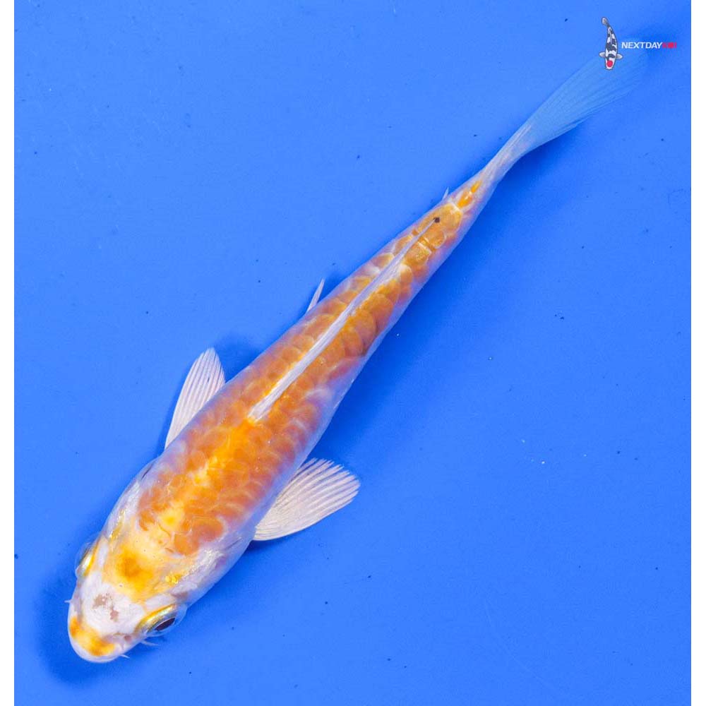 4” Imported Doitsu Lemon Hariwake | Next Day Koi