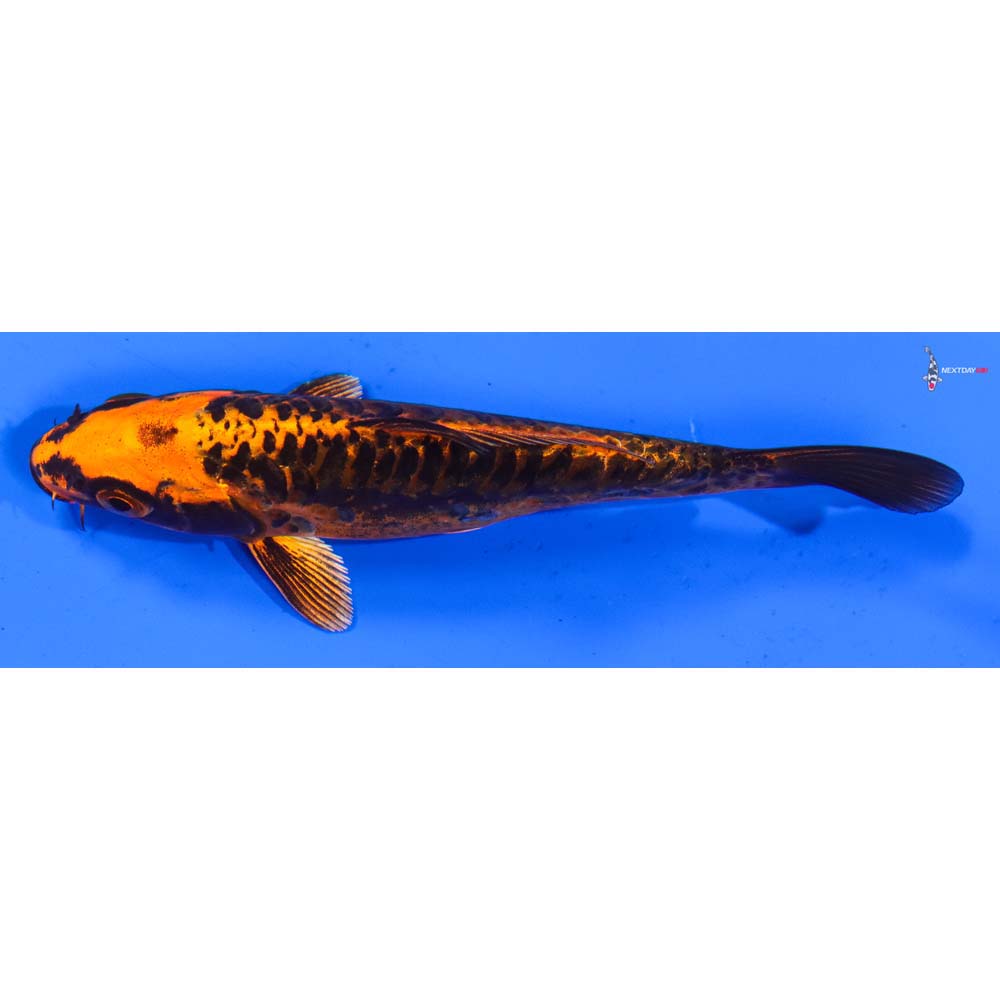 5” Imported Doitsu Orenji Matsuba | Next Day Koi
