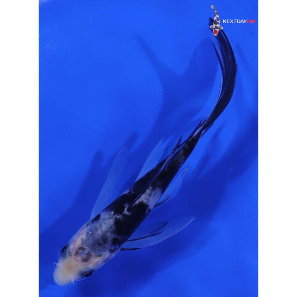 5” Imported Shiro Utsuri Butterfly Koi | Next Day Koi