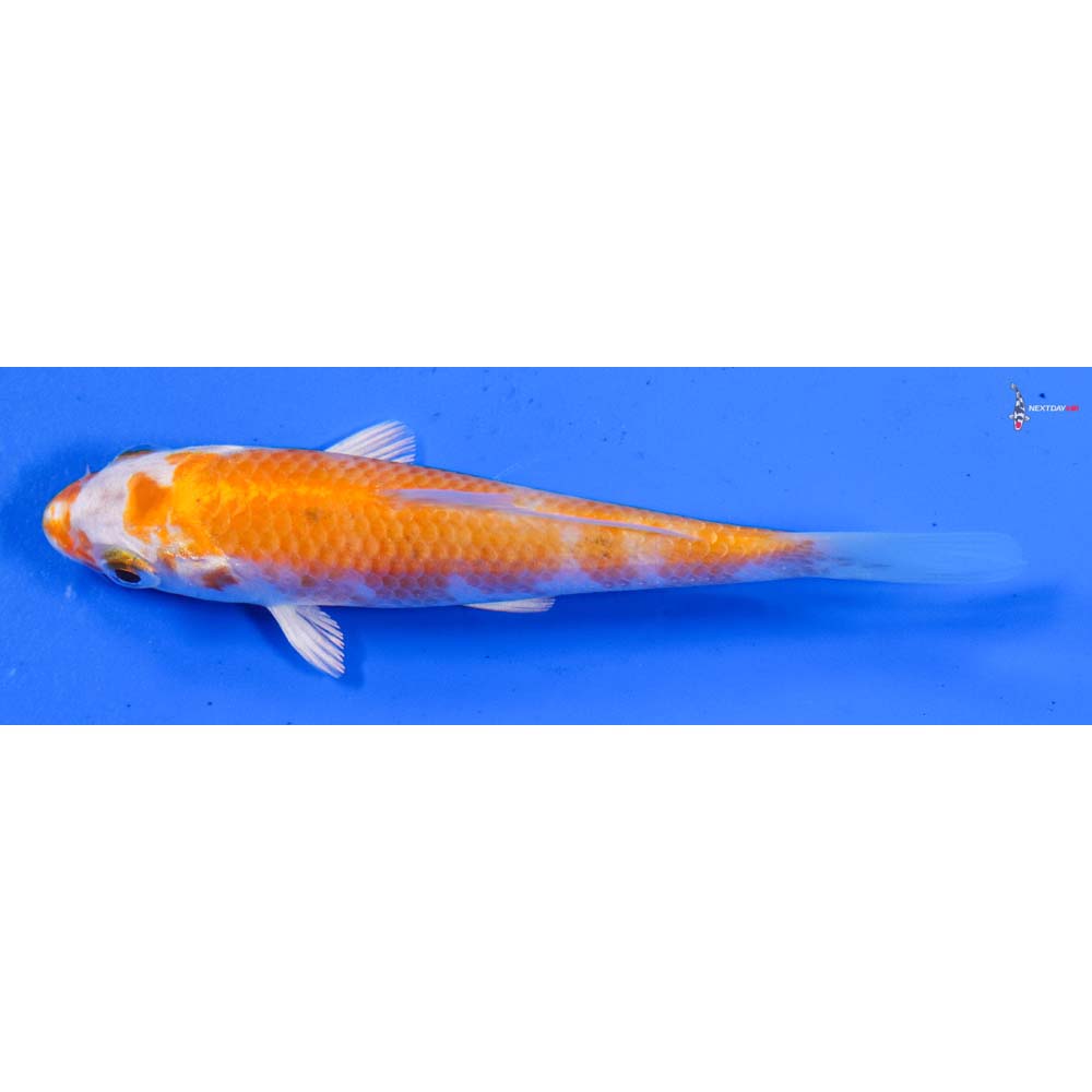 4” Imported Hariwake | Next Day Koi