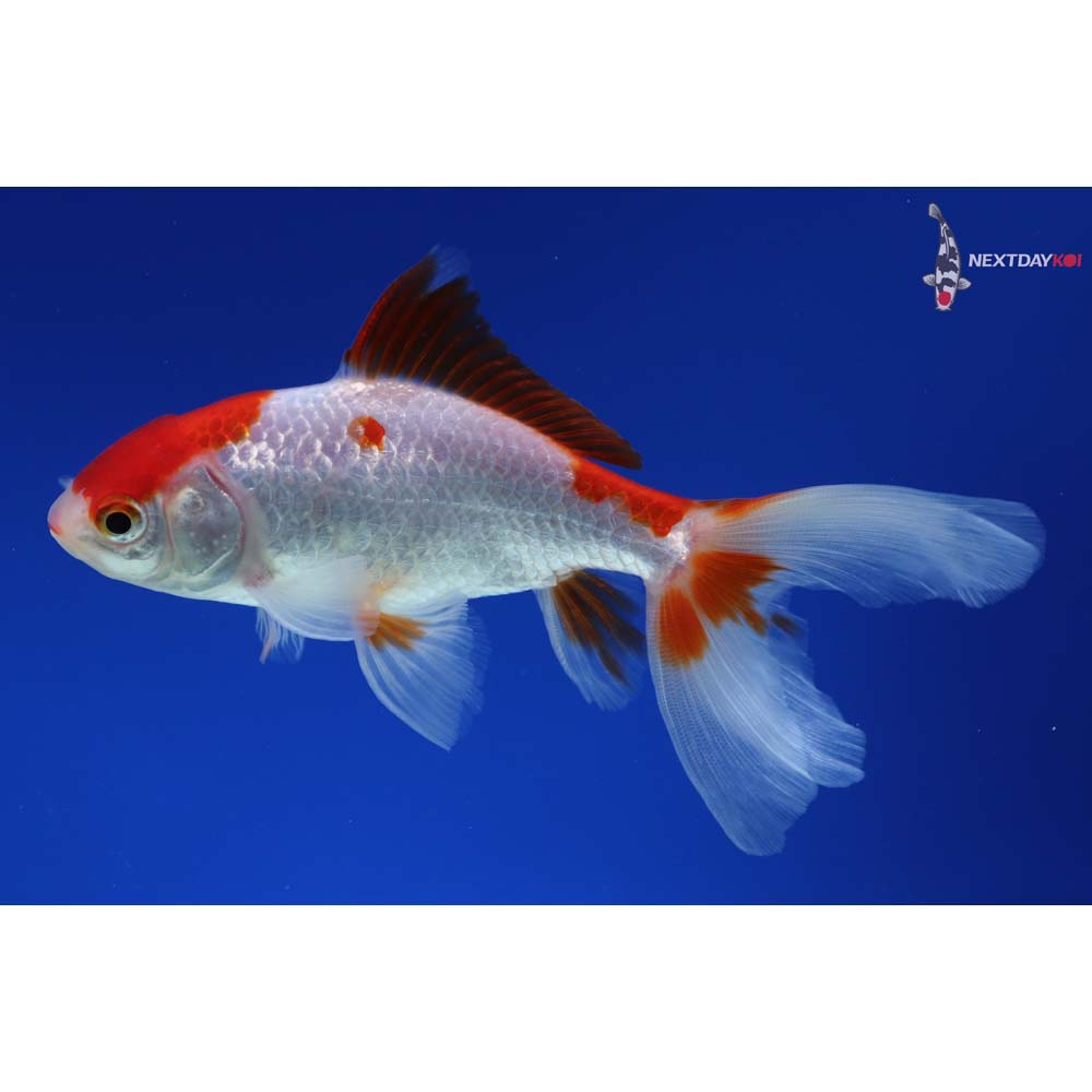 5” Imported Red and White Wakin | Next Day Koi