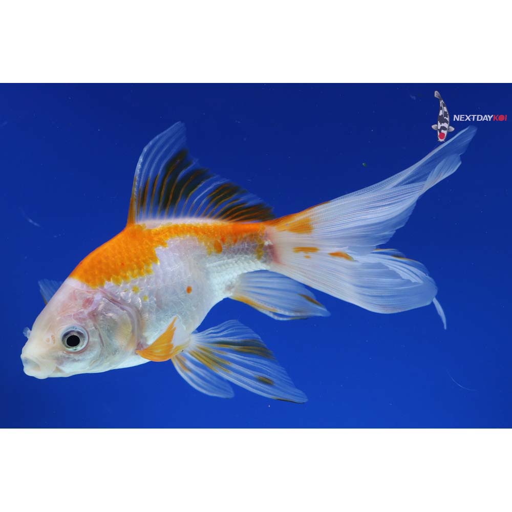 6” Imported Yellow and White Wakin | Next Day Koi