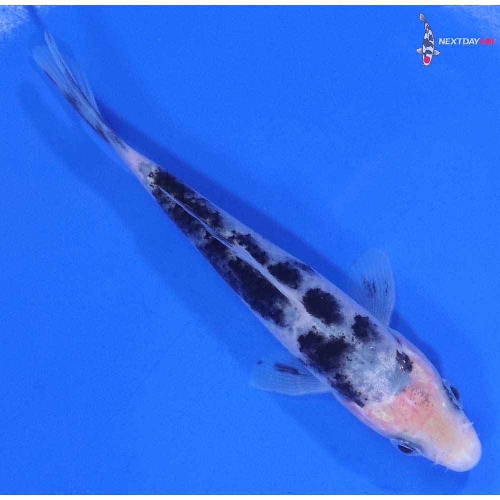 4” Imported Shiro Bekko | Next Day Koi