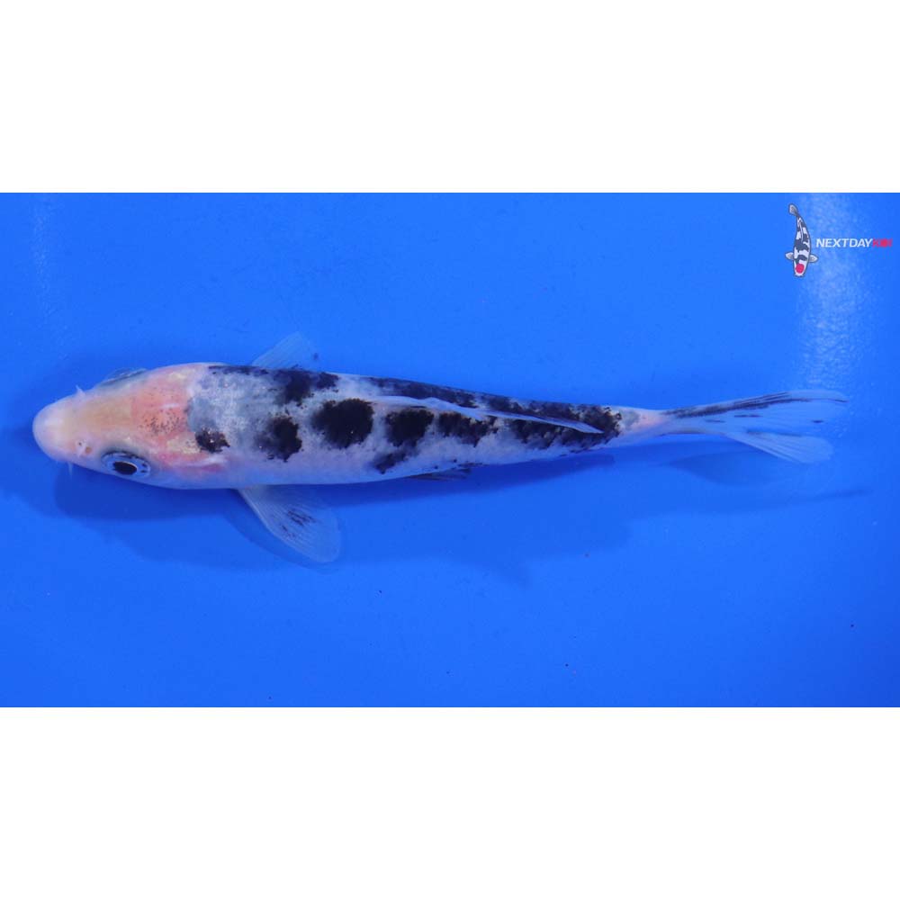 4” Imported Shiro Bekko | Next Day Koi