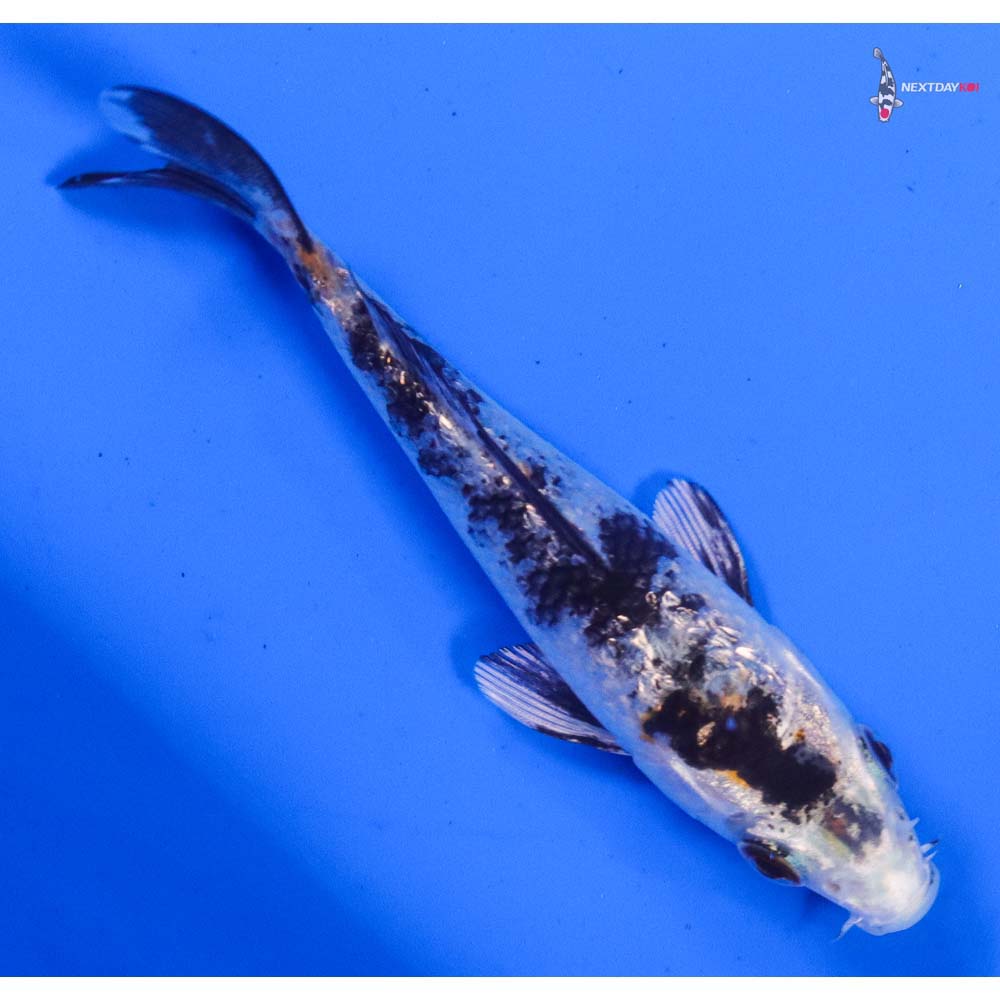 4” Imported Gin Rin Yamato Nishiki | Next Day Koi