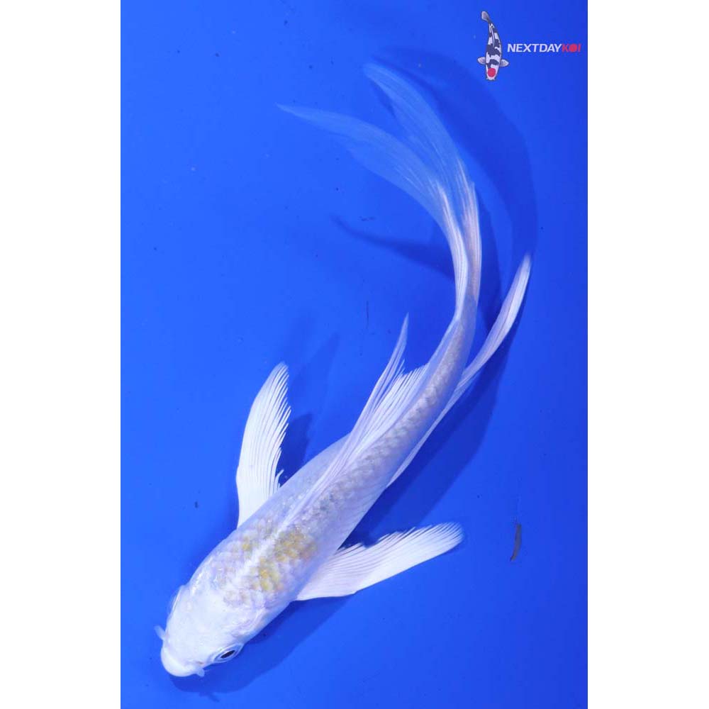 5” Imported Lemon Hariwake Butterfly Koi | Next Day Koi
