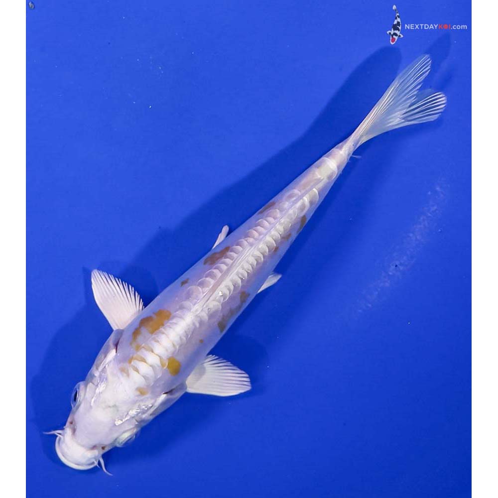 6” Imported Doitsu Lemon Hariwake | Next Day Koi