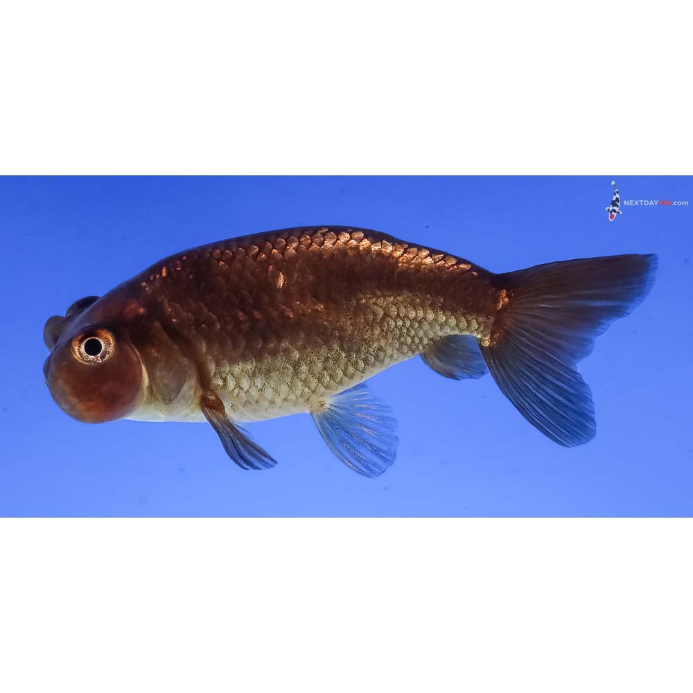 3” Imported Chocolate Bubble Eye | Next Day Koi