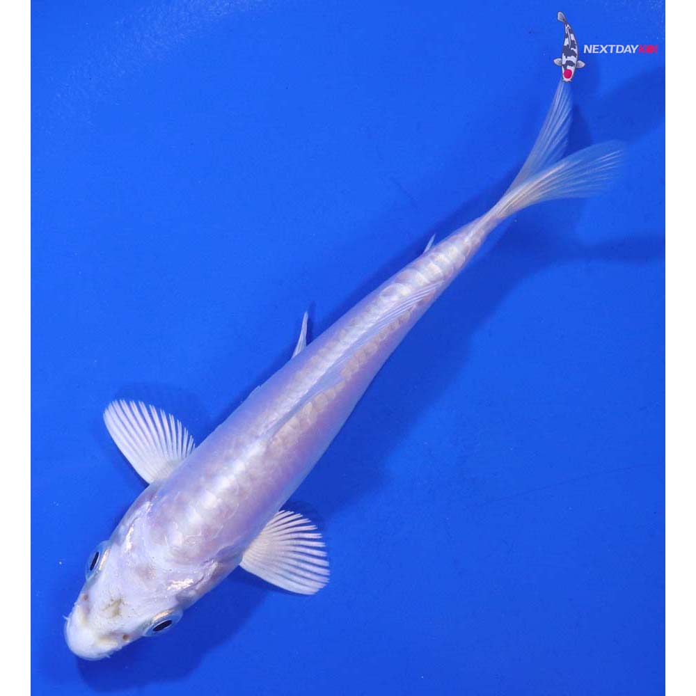 4” Imported Doitsu Platinum Ogon | Next Day Koi